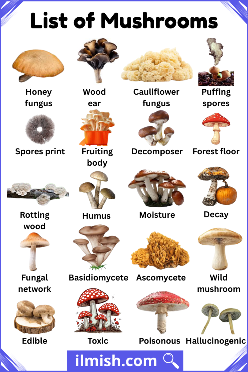 List of Mushrooms with Names and Types in English with Pictures - ilmish