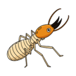 List of Crawling Insects Names in English with Pictures - ilmish