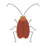 List of Crawling Insects Names in English with Pictures - ilmish