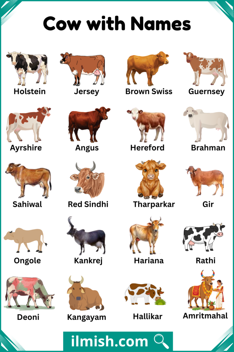 List of Cows with Names and Types in English with Pictures - ilmish