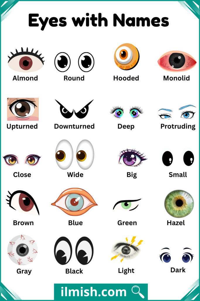 List of Eyes with Names and Types in English with Pictures - ilmish
