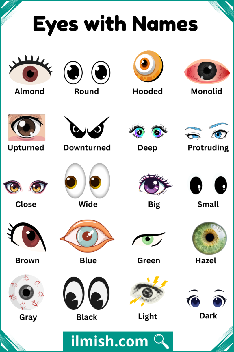 List of Eyes with Names and Types in English with Pictures - ilmish