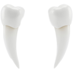 List of teeth with Names and Types in English with Pictures - ilmish