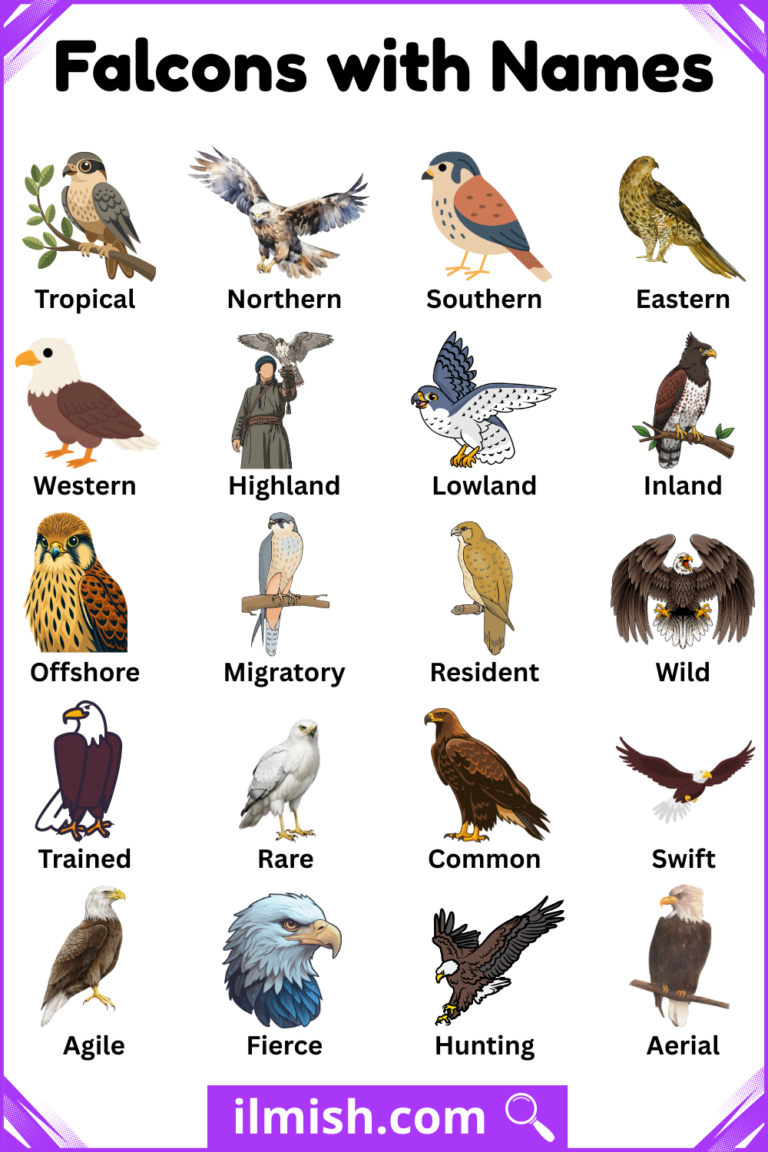 List of Falcons with Names and Types in English with Pictures - ilmish