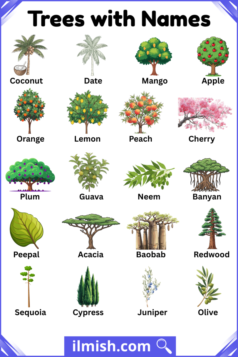 List of trees with Names and Types in English with Pictures - ilmish