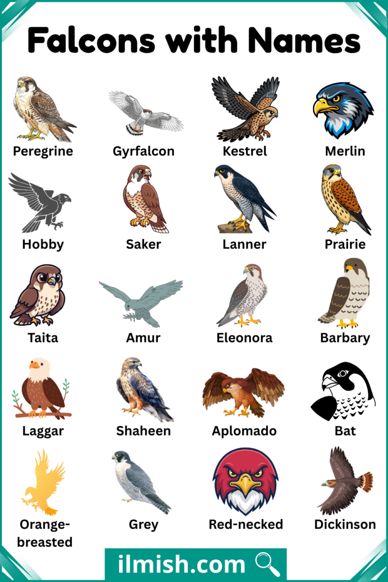 List of Falcons with Names and Types in English with Pictures - ilmish