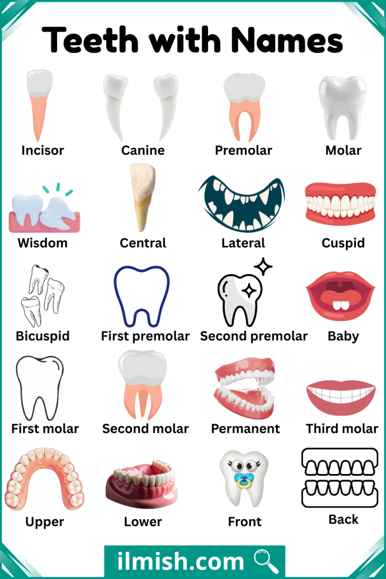 List of teeth with Names and Types in English with Pictures - ilmish