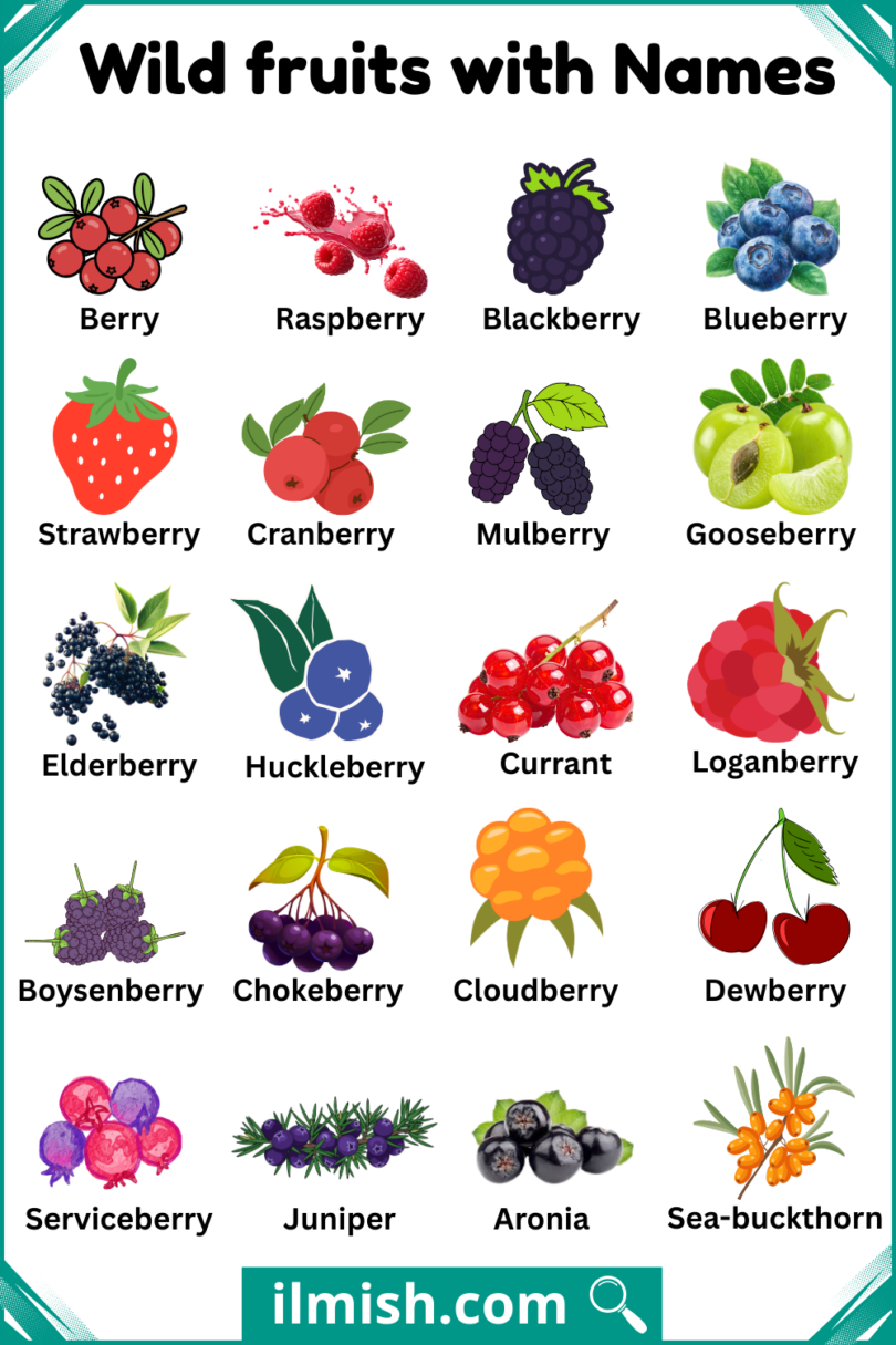 List of Wild Fruits with Names and Types in English with Pictures - ilmish