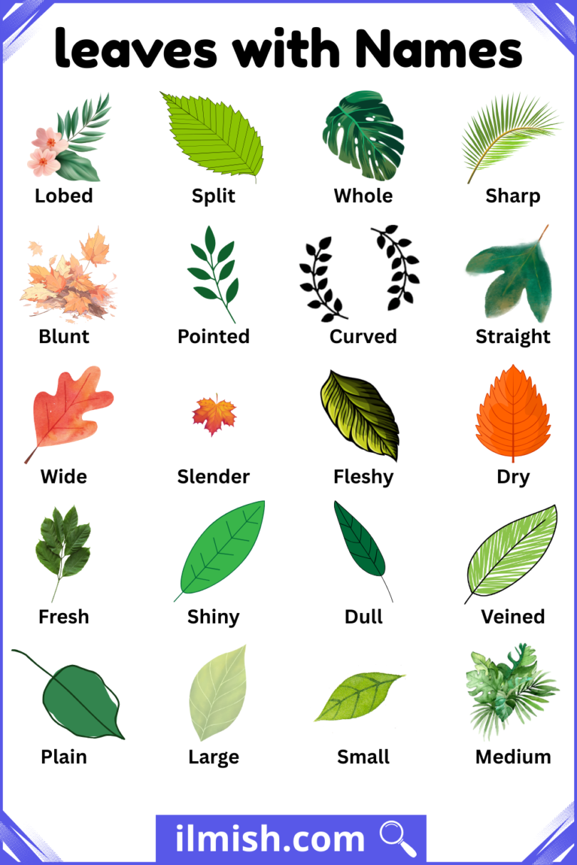 List of leaves with Names and Types in English with Pictures - ilmish