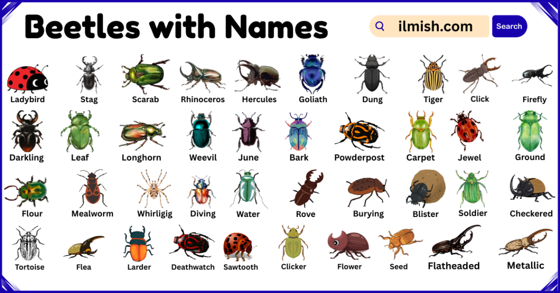 List of Beetles with Names and Types in English with Pictures - ilmish