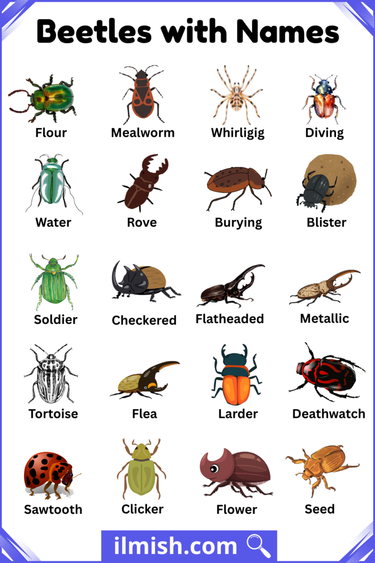 List of Beetles with Names and Types in English with Pictures - ilmish