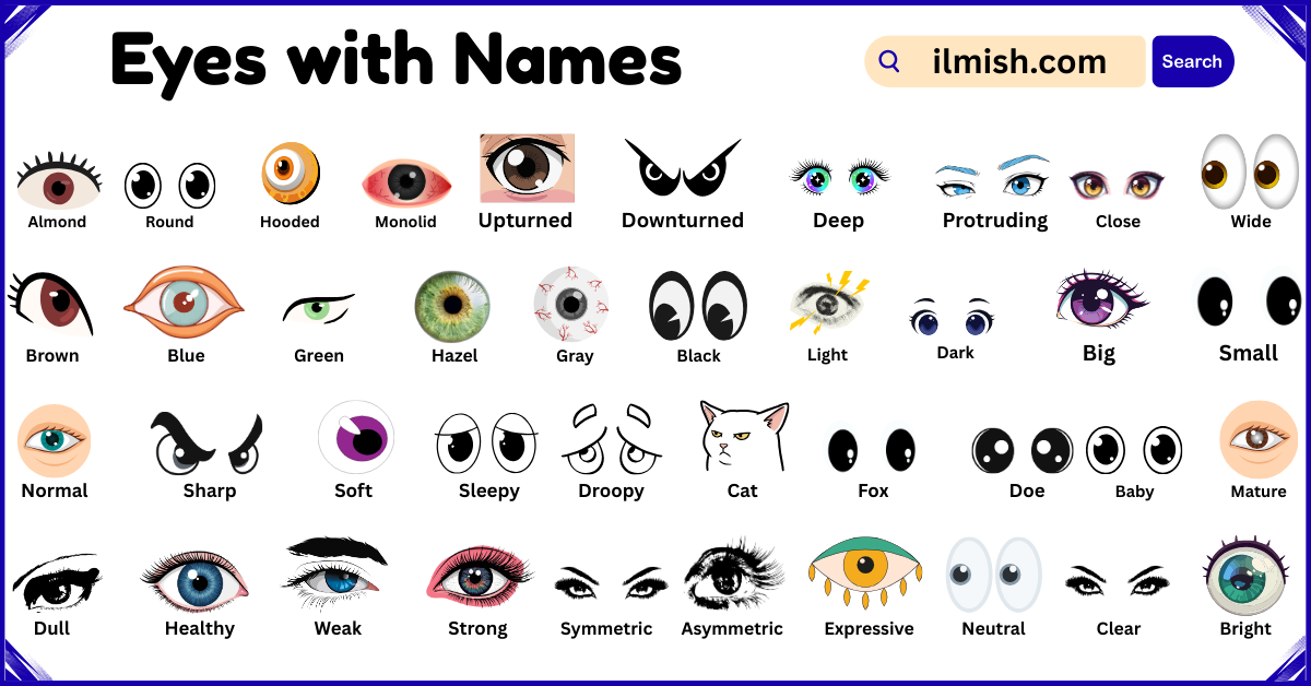 List of Eyes with Names and Types in English with Pictures - ilmish