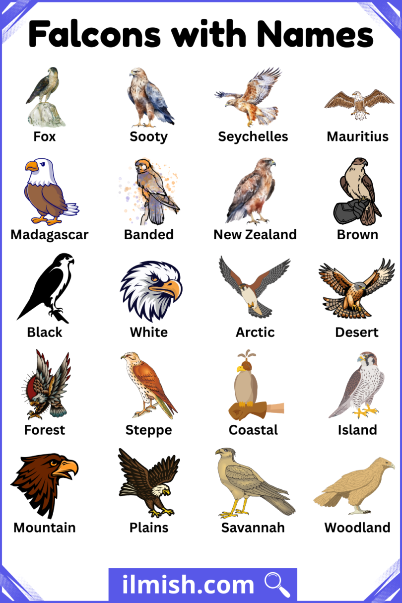 List of Falcons with Names and Types in English with Pictures - ilmish