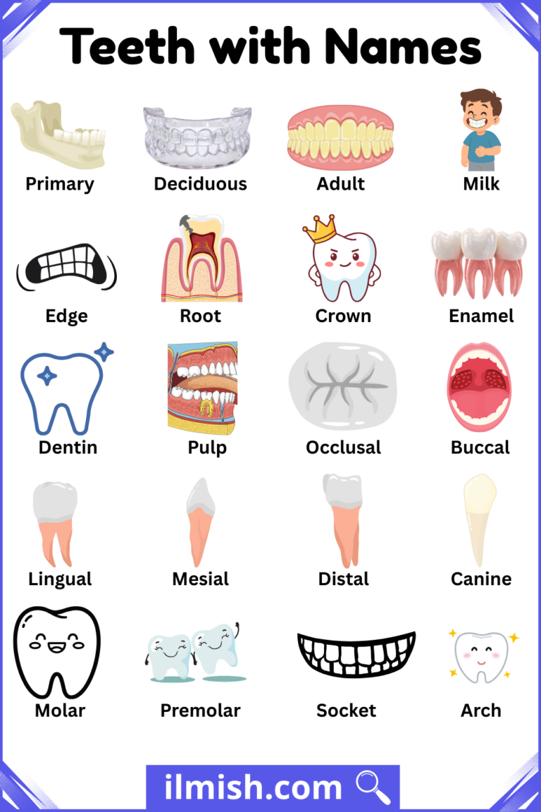 List of teeth with Names and Types in English with Pictures - ilmish