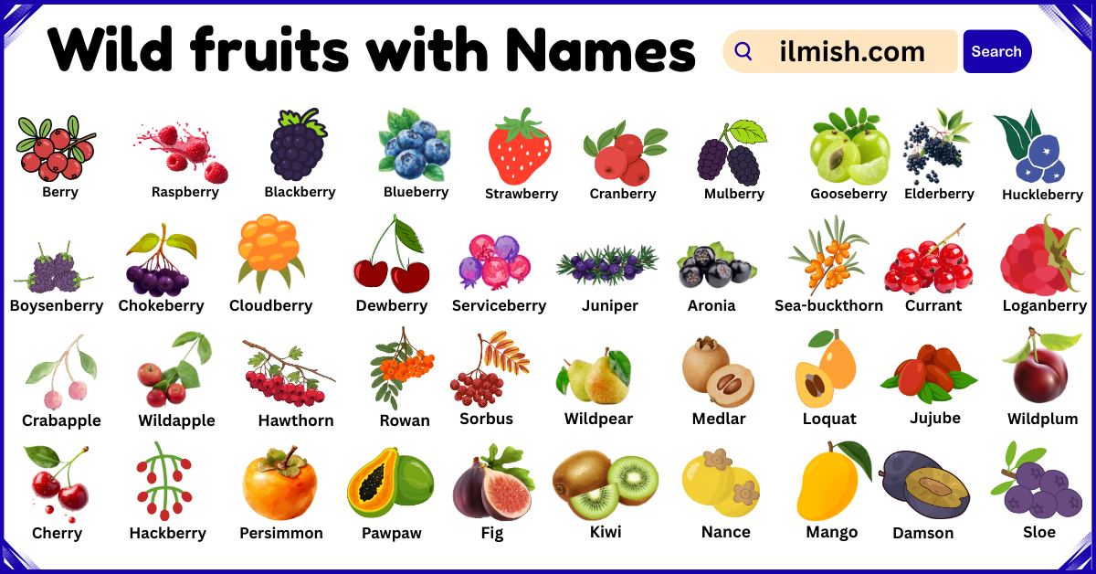 List of Knives with Names and Types in English with Pictures - ilmish