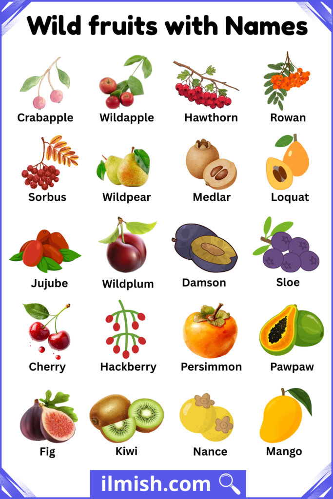 List of Wild Fruits with Names and Types in English with Pictures - ilmish
