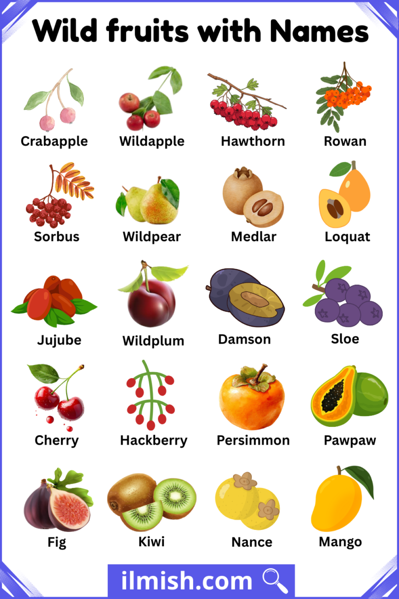 List of Wild Fruits with Names and Types in English with Pictures - ilmish