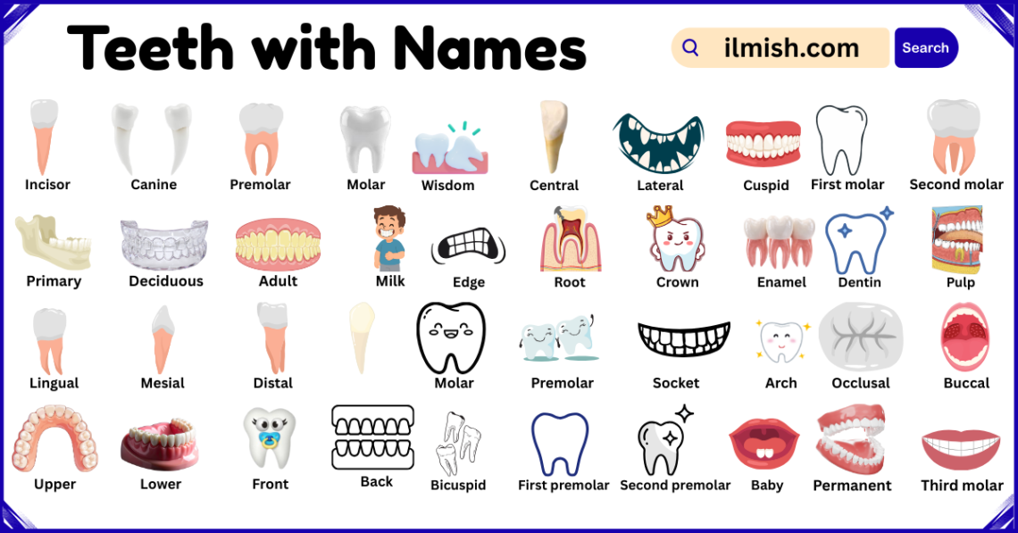 List of teeth with Names and Types in English with Pictures - ilmish