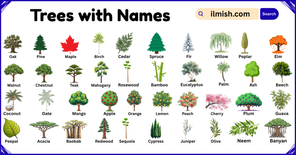 List of trees with Names and Types in English with Pictures - ilmish
