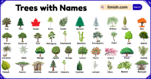 List of trees with Names and Types in English with Pictures - ilmish
