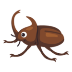 List of Beetles with Names and Types in English with Pictures - ilmish