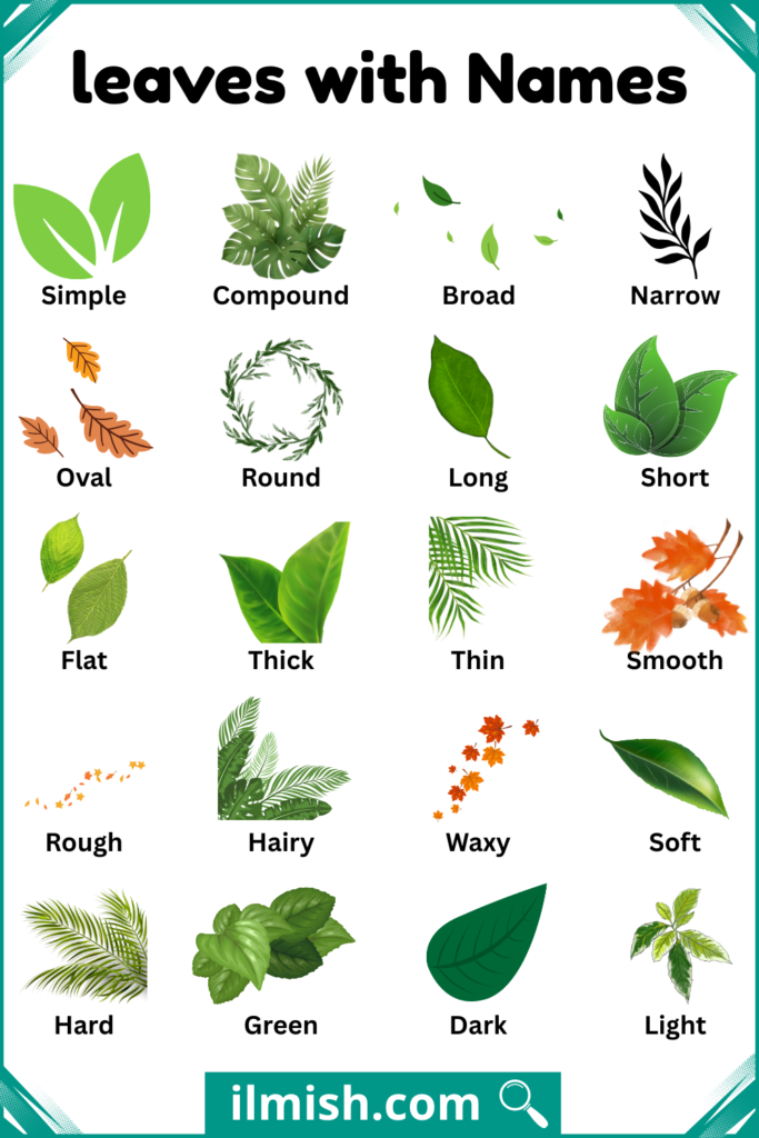 List of leaves with Names and Types in English with Pictures - ilmish