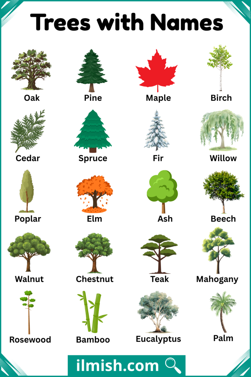 List of trees with Names and Types in English with Pictures - ilmish