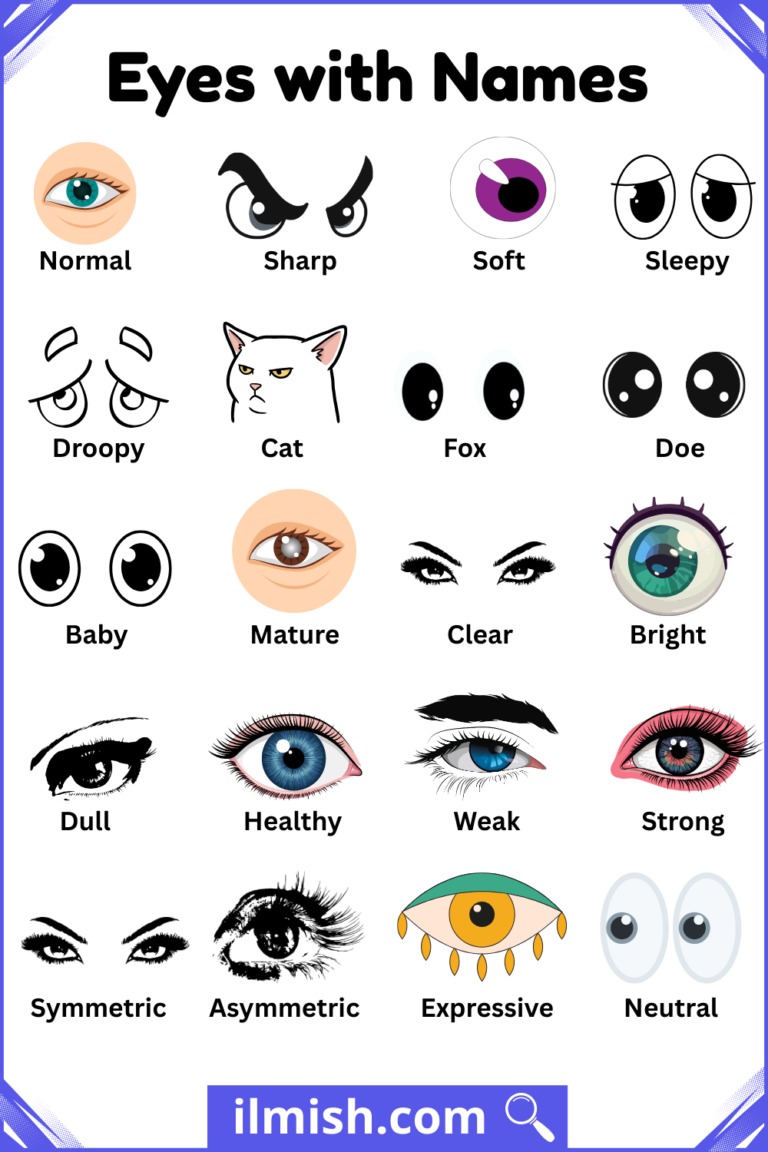 List of Eyes with Names and Types in English with Pictures - ilmish