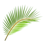 List of leaves with Names and Types in English with Pictures - ilmish