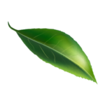 List of leaves with Names and Types in English with Pictures - ilmish