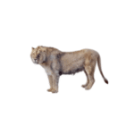 List of Lion with Names and Types in English with Pictures - ilmish