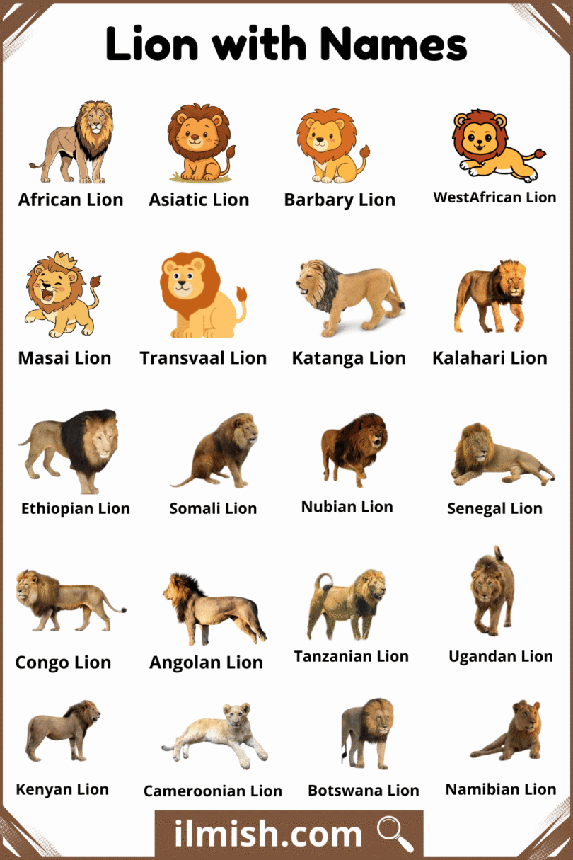 List of Lion with Names and Types in English with Pictures - ilmish