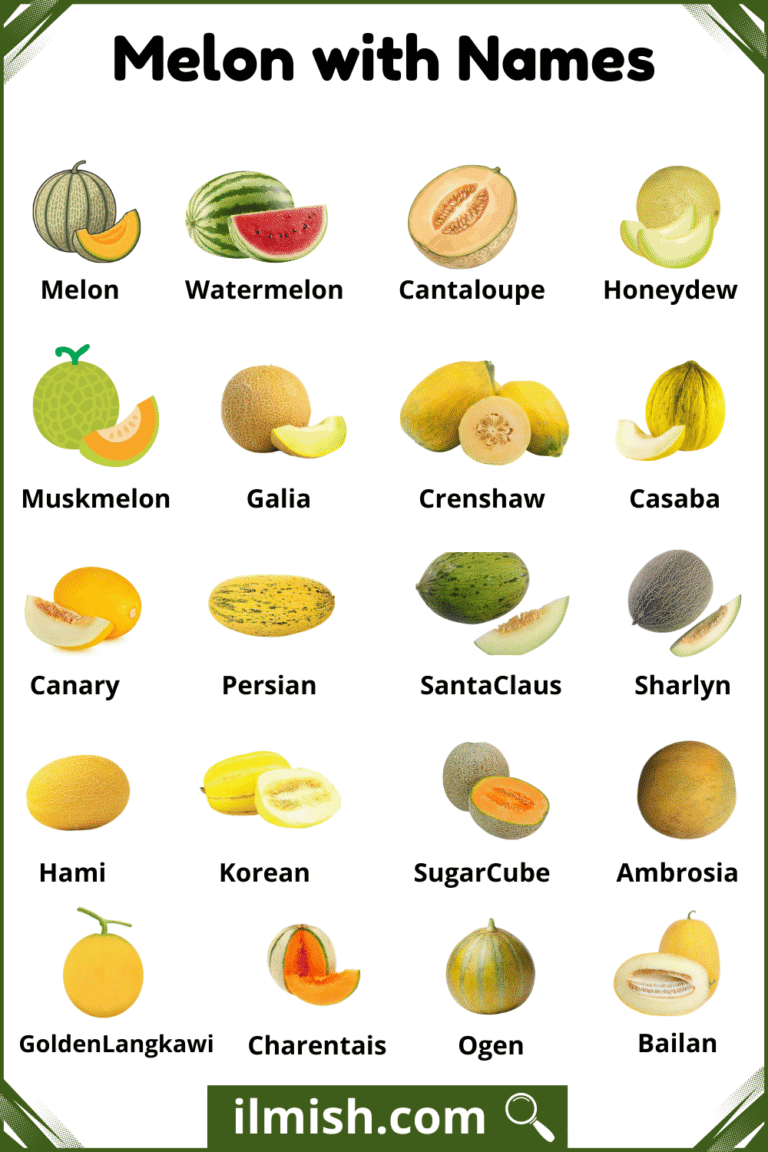 List of Melon with Names and Types in English with Pictures - ilmish