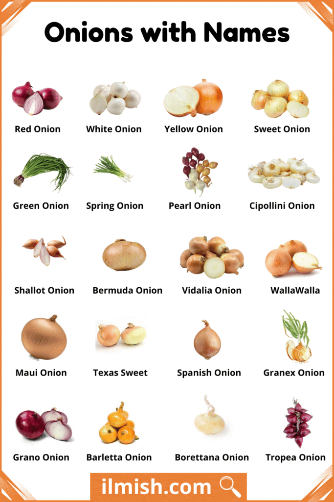 List of Onions with Names and Types in English with Pictures - ilmish