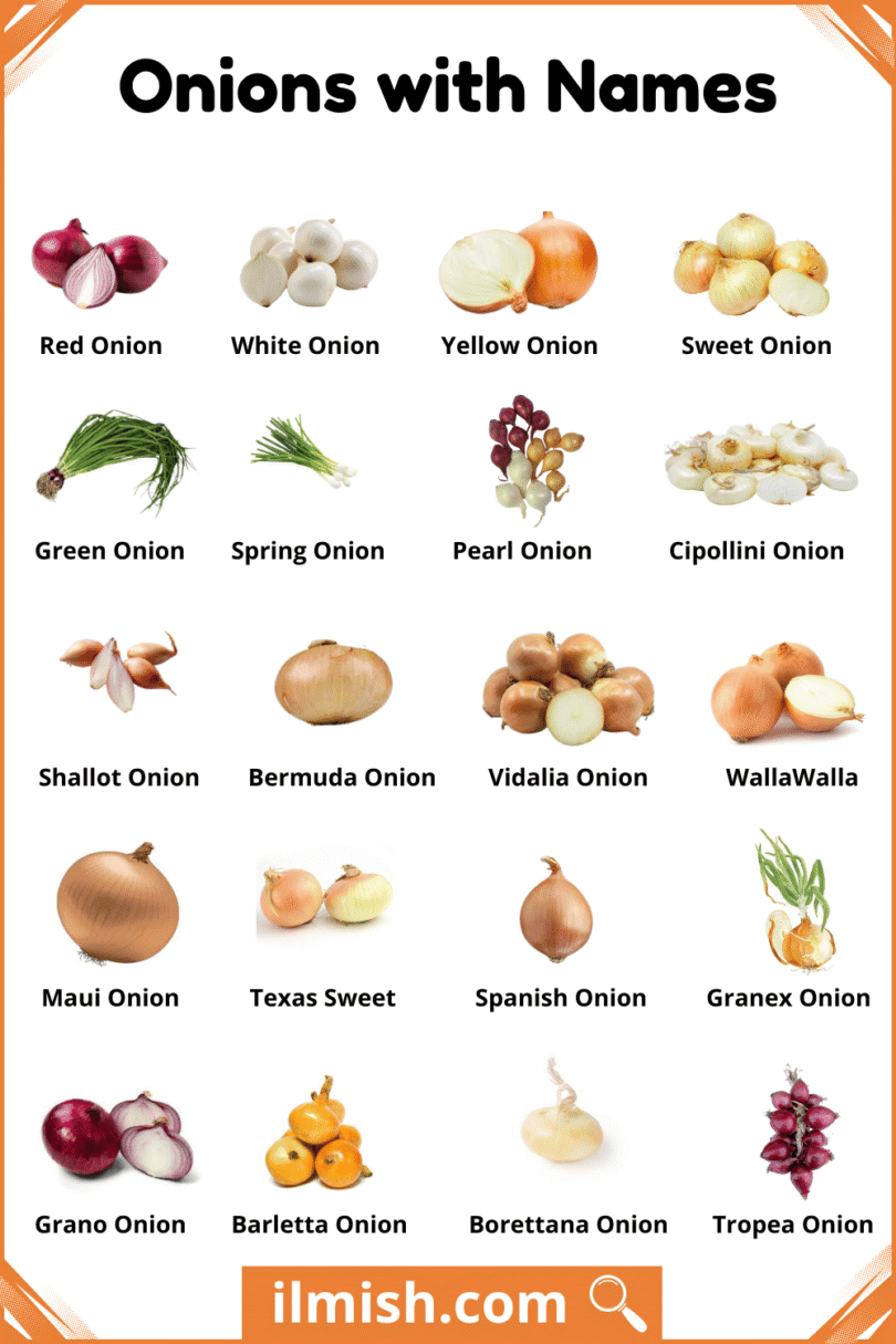 List of Onions with Names and Types in English with Pictures - ilmish