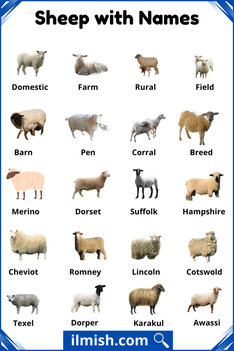 List of Sheep with Names and Types in English with Pictures - ilmish