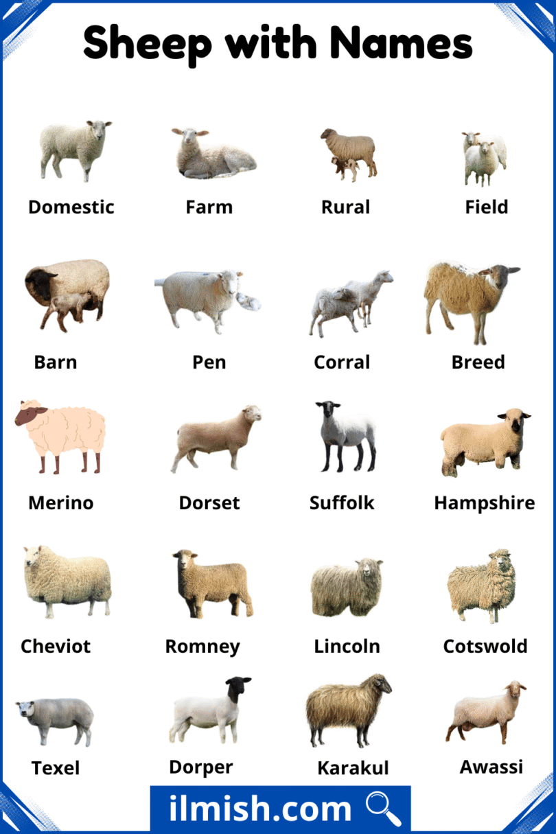 List of Sheep with Names and Types in English with Pictures - ilmish