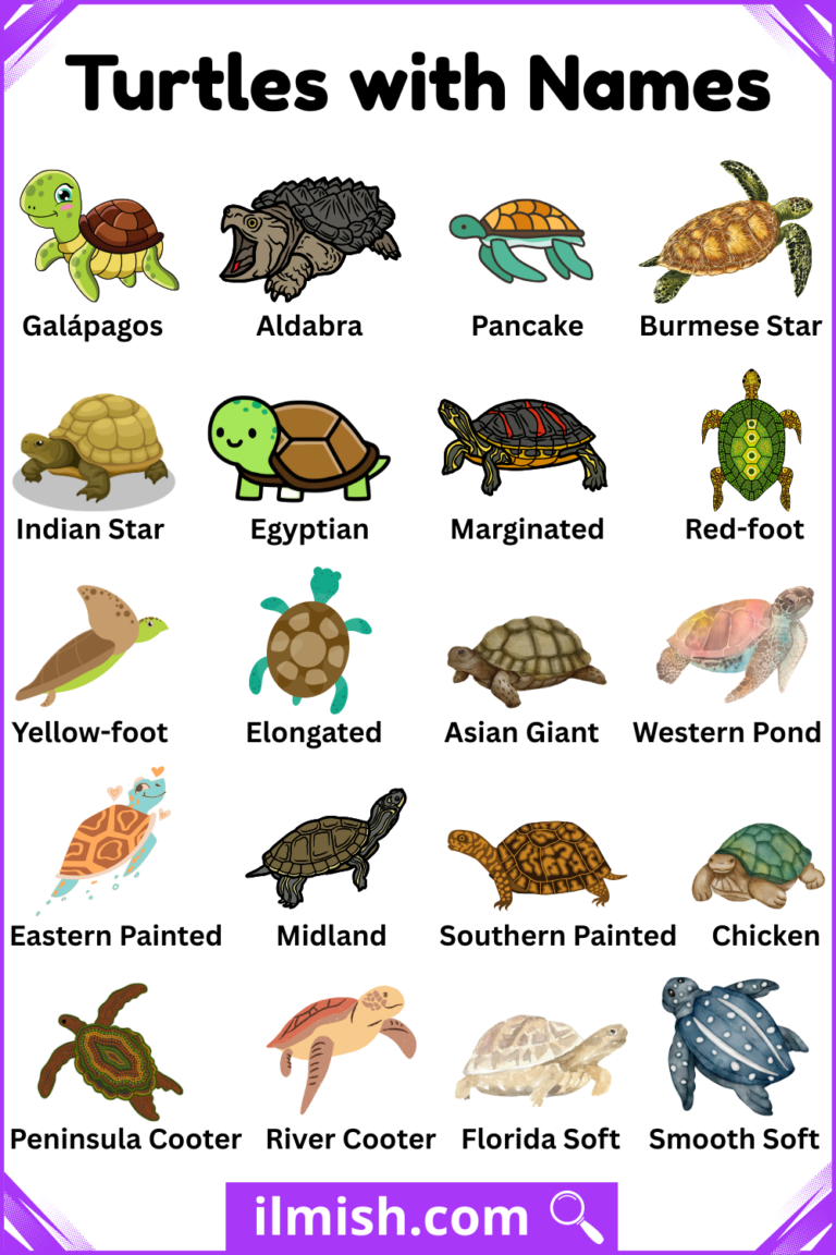 List of Turtles with Names and Types in English with Pictures - ilmish