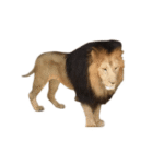 List of Lion with Names and Types in English with Pictures - ilmish