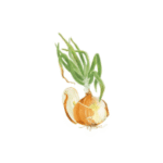 List of Onions with Names and Types in English with Pictures - ilmish