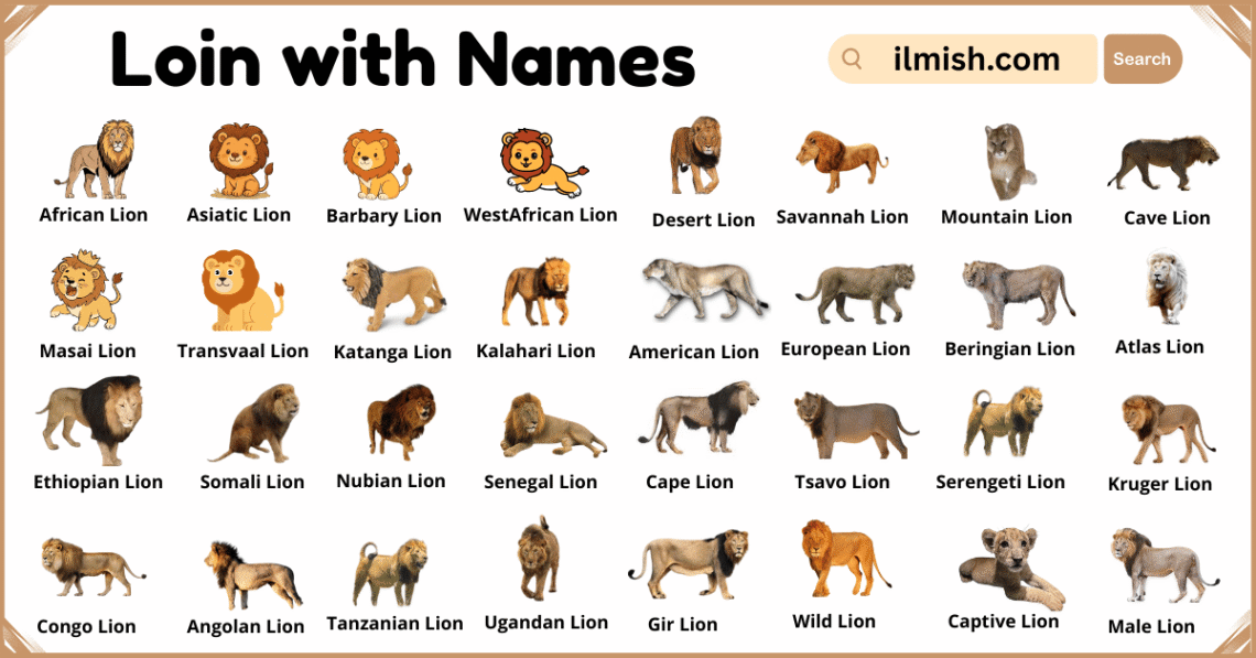List of Lion with Names and Types in English with Pictures - ilmish