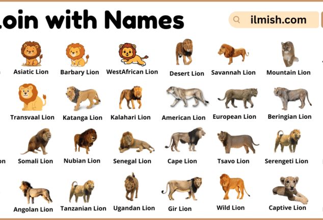 List of Grains with Names and Types in English with Pictures - ilmish