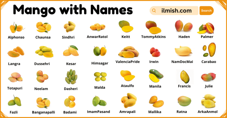 List of Lion with Names and Types in English with Pictures - ilmish