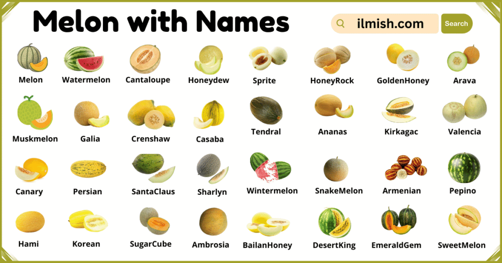 List of Melon with Names and Types in English with Pictures - ilmish
