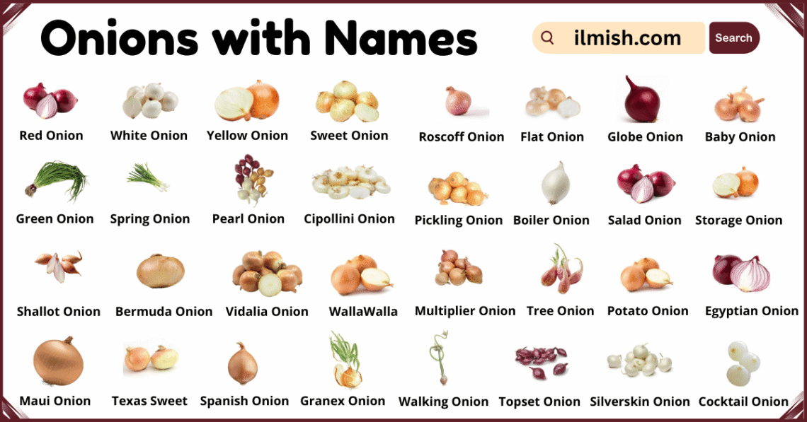 List of Onions with Names and Types in English with Pictures - ilmish