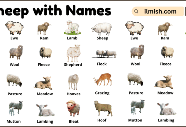 List of Cows with Names and Types in English with Pictures - ilmish