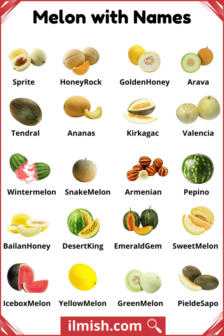 List of Melon with Names and Types in English with Pictures - ilmish