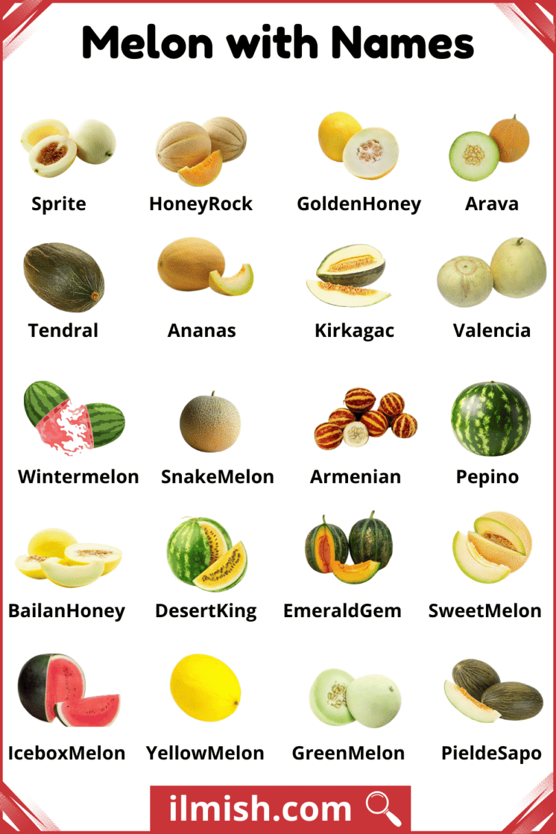 List of Melon with Names and Types in English with Pictures - ilmish