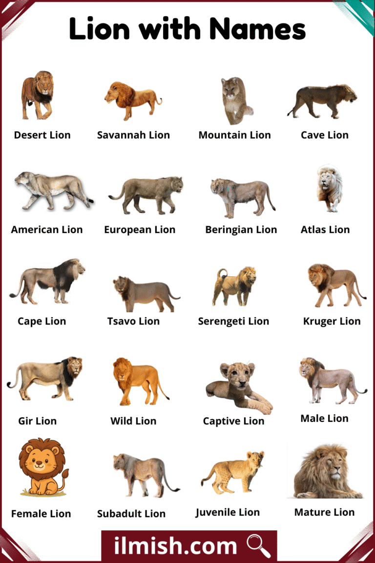 List of Lion with Names and Types in English with Pictures - ilmish