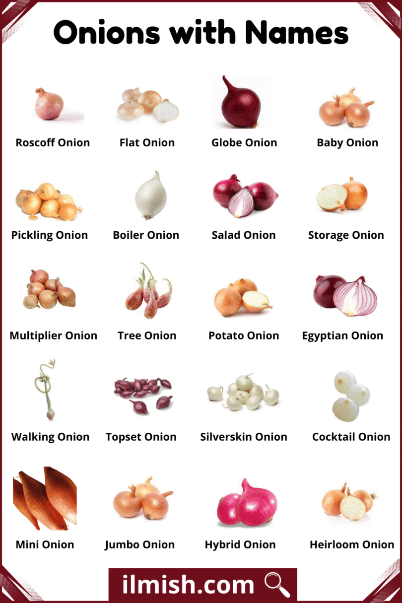 List of Onions with Names and Types in English with Pictures - ilmish